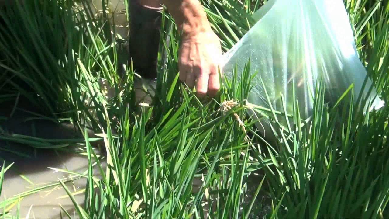 NIR rice tissue test: Collecting and processing samples - YouTube