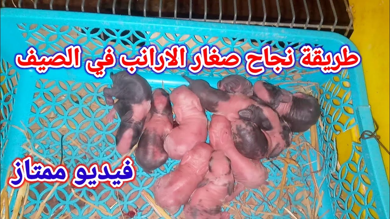 دخلت مزرعة القيت الارنبه ولدت بلامه تنتف شعرها Youtube