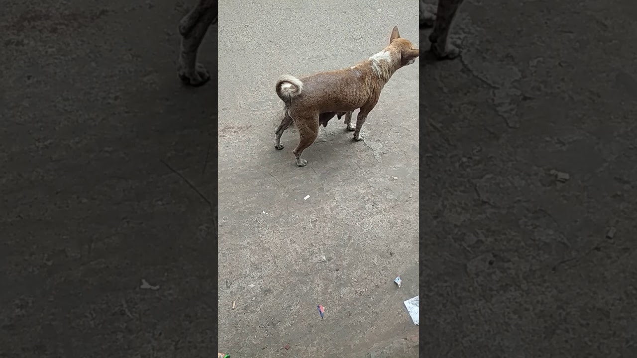 Street dog in Bangladesh Dhaka part 2 - YouTube