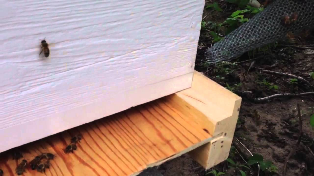 Moorings Honey Bee Trap Out Tree #1 - YouTube