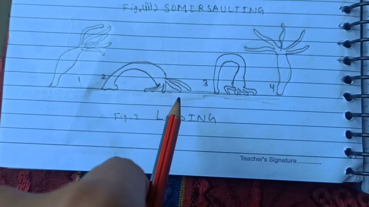 Hydrostatic movement in invertebrates ; Hydra nots with explanation.See ...