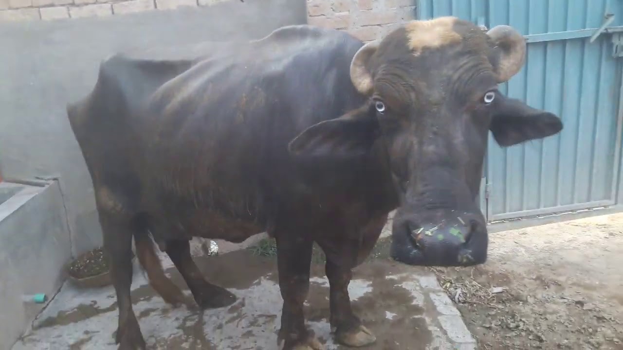 pure Neeli ravi buffalo for sale 19 - 07 - 2020 | 03047970076 - YouTube