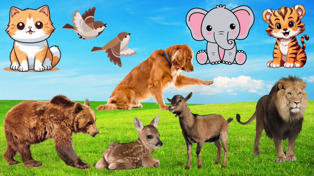 Have fun with animals: dog, cat, elephant, sheep, goat - YouTube