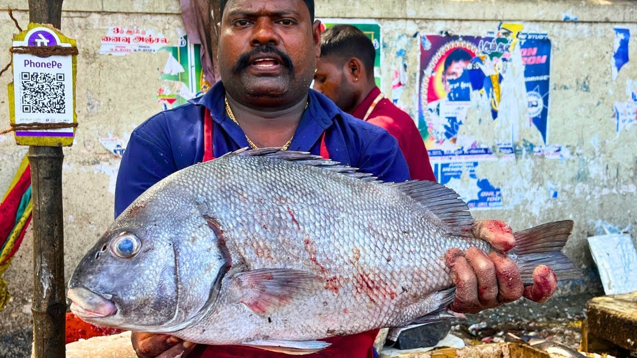 KASIMEDU SPEED SELVAM FISH CUTTING VIDEO CUTTING FOCUS - YouTube