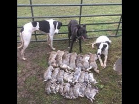 Bolting rabbits - the sheep fields