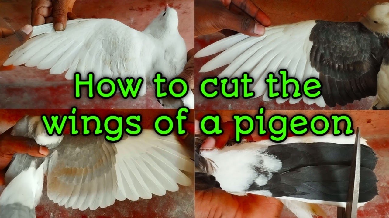 How to cut pigeon feathers || pigeon || Baby pigeon || How to pigeon ...