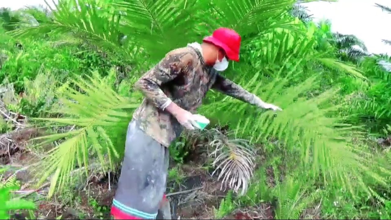 TABUR DOLOMIT SAWIT Dumpy' Usia 11 BLN LAHAN Gambut Kering - YouTube