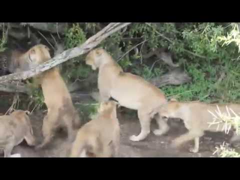 Huge male leopard vs 5 lionesses