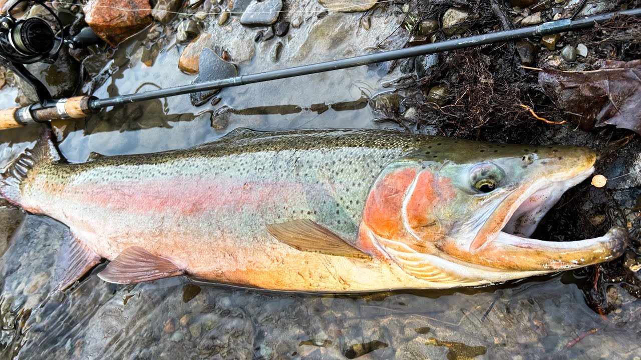 SLAYING Erie Steelhead! (20+ Fish Day on TINY Tributary) - YouTube