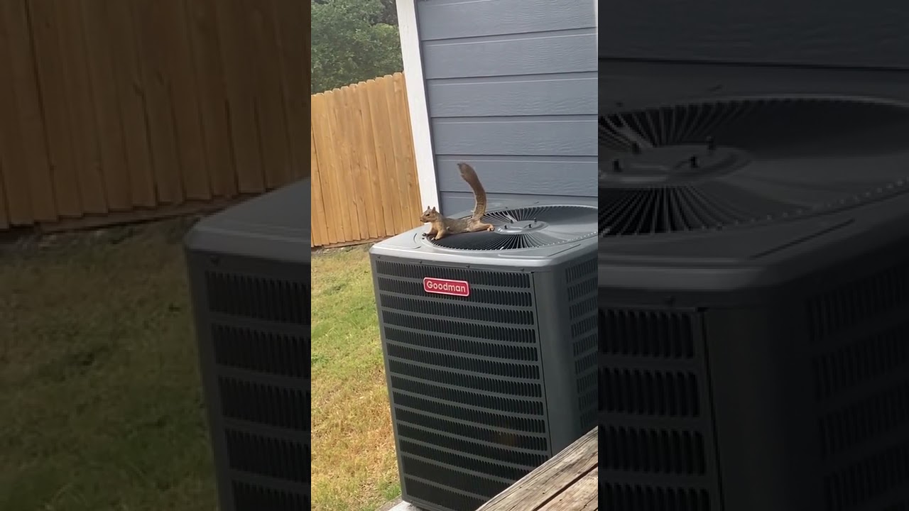 Squirrel Sits on Top of Air Conditioner Fan and Enjoys the Cool Air ...