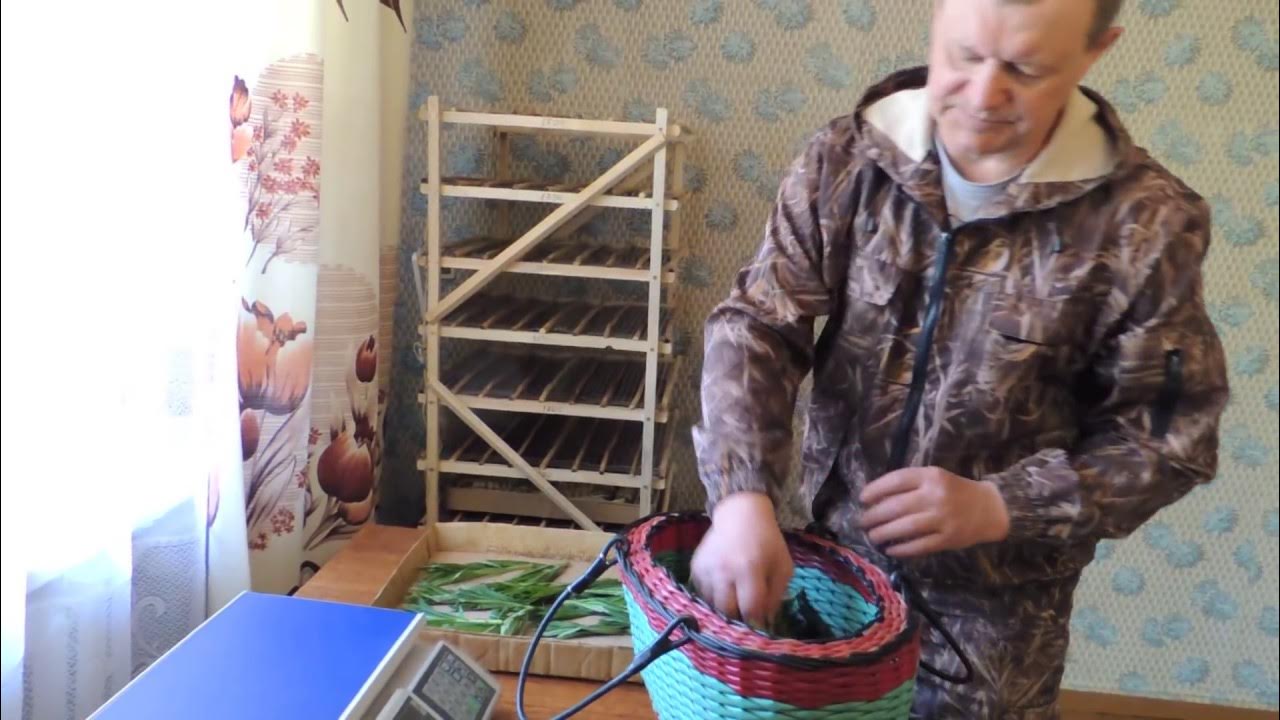 Копорский чай. Сбор и сушка майского Иван-чая 🌿🌺 молочной спелости ...