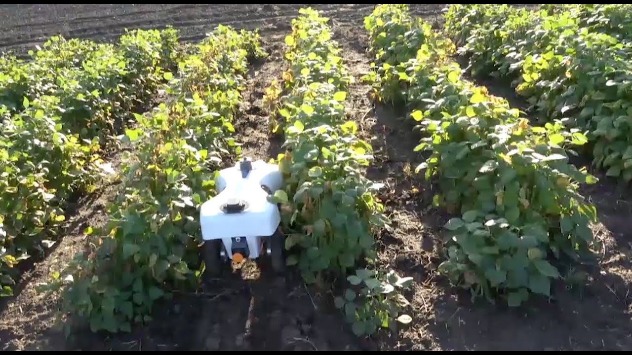 Using Precision Ag Sensor Technology in Crop Breeding Programs at NDSU ...