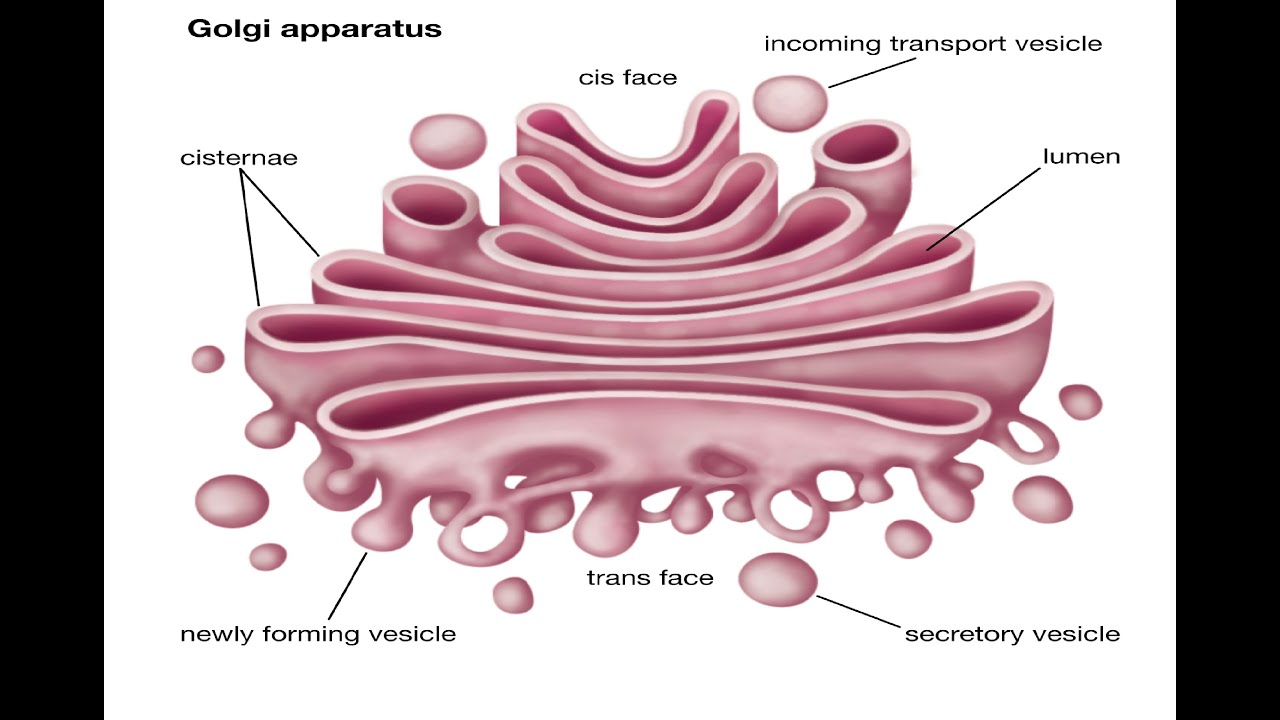 Golgi apparatus | structure and function of golgi body | Wrapping and ...