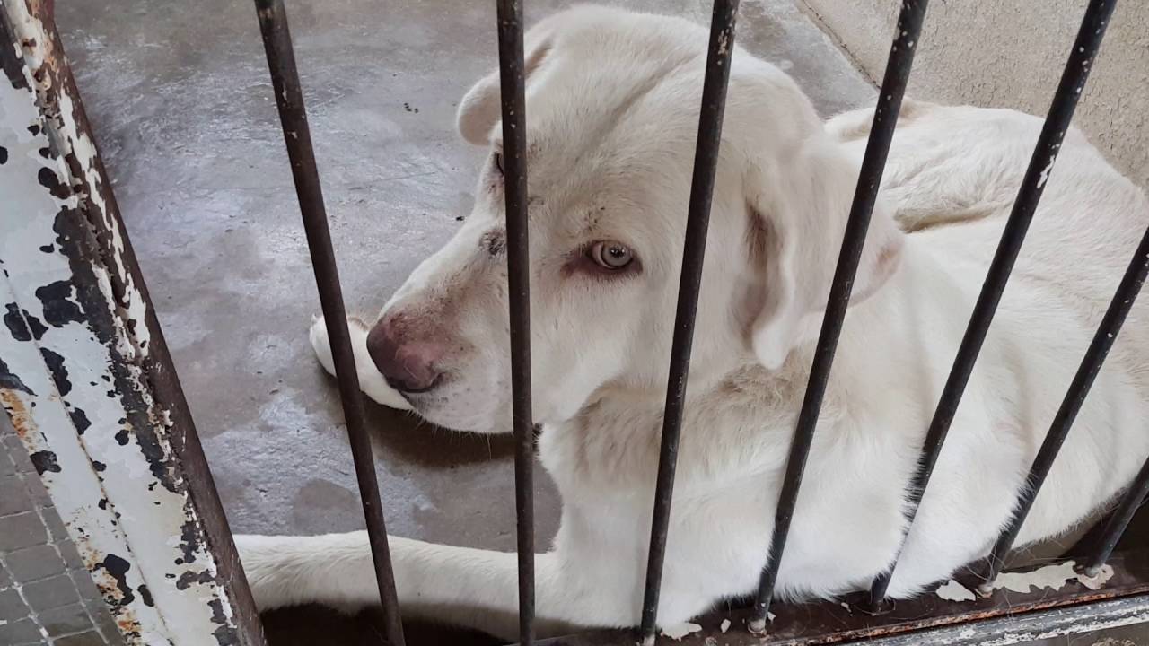 AMELIA White Mastin Female ASOCIACION VALENCIA PERRERA DOGS 16 August ...