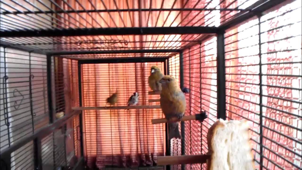 Линька Большая клетка Вольер для певчих птиц birds Triol 81x47x176 см ...