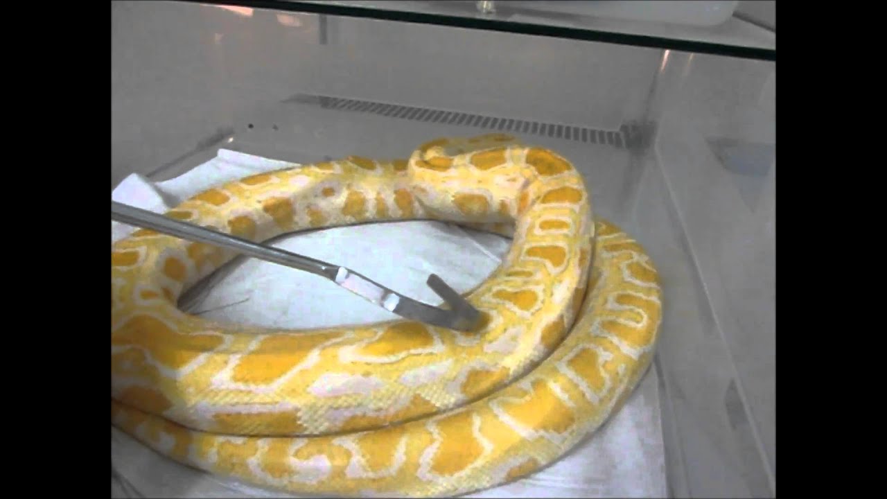 CONTROL mites-acari Python molurus bivittatus - YouTube