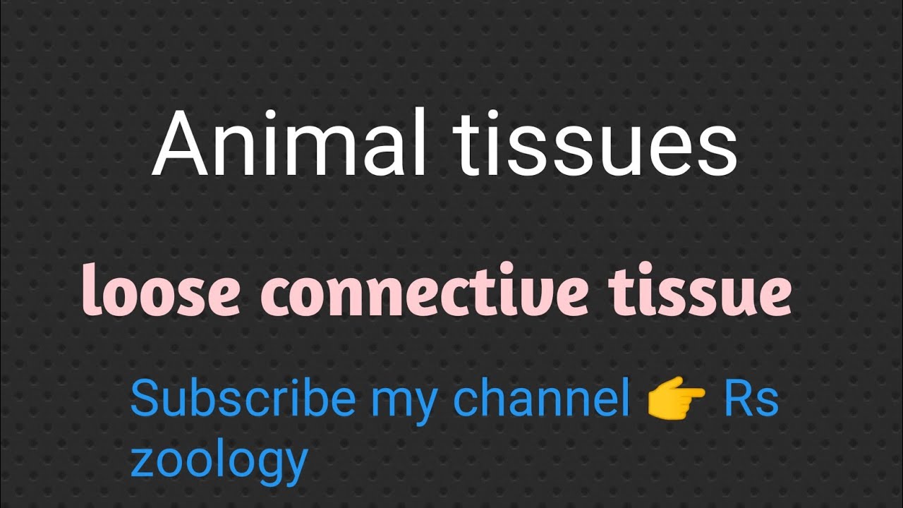 Animal tissues||Loose connective tissue|NCERT||EAP CET||Class 11 - YouTube