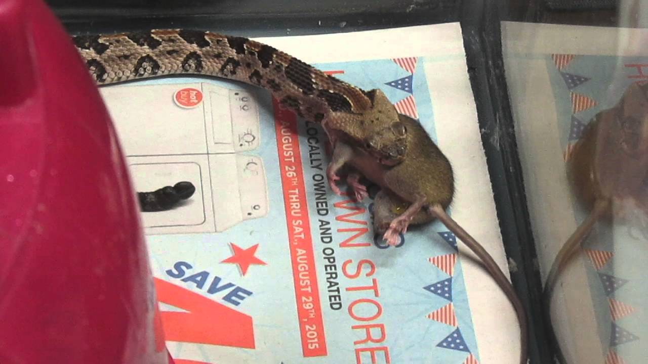 WARNING!!!!! awesome live feeding baby canebreak rattlesnake - YouTube