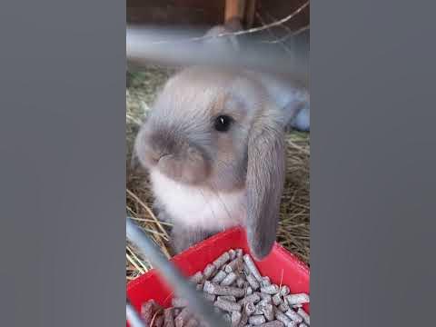 кроли - YouTube