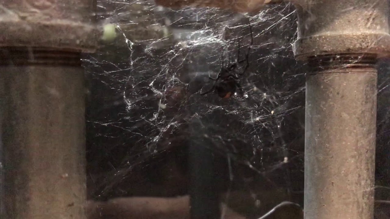 Red ground spider - peredf