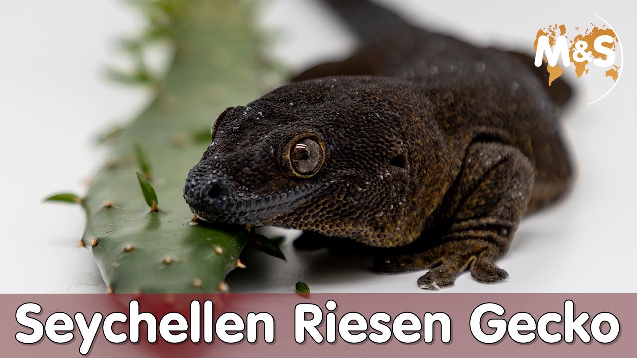 🦎 Seltenster Gecko der WELT | Seychellen Riesen Gecko - YouTube