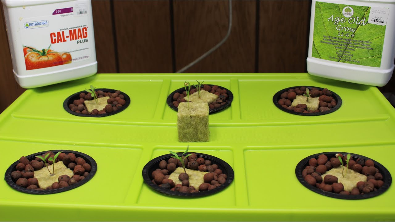 Homemade Hydroponics | Deep Water Culture System Cilantro Update #1 ...