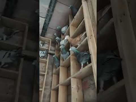 Khalifa mageram ji sultanpuri Ustaz zahid talim