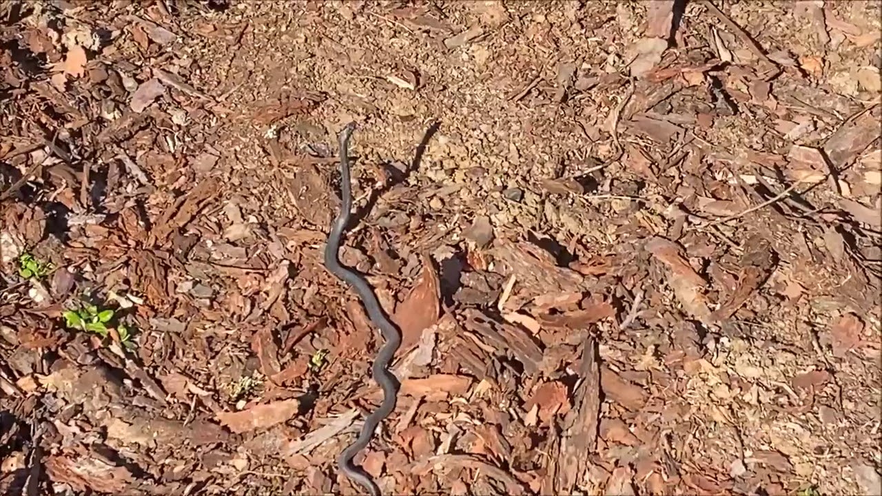 Tire troubles Track cutters and snakes in November??? - YouTube