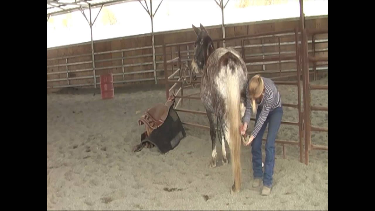 SOLD~ SANTA BARBARA, CA Lucy part 1 bombproof molly mule for sale - YouTube