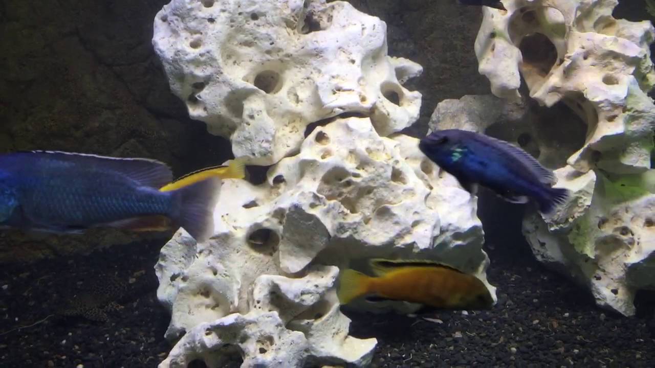 What is a hardy fish? - YouTube