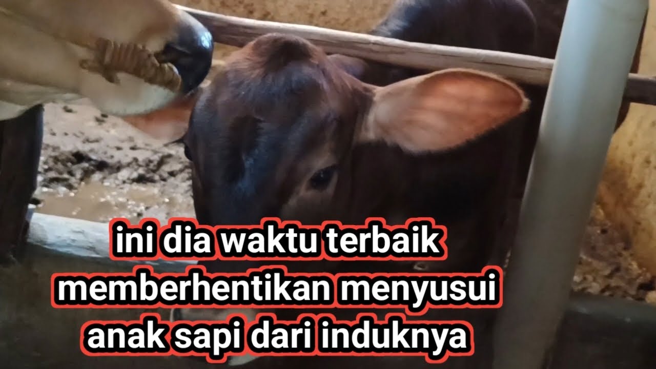 tips memberhentikan anak sapi menyusui ke induknya - YouTube