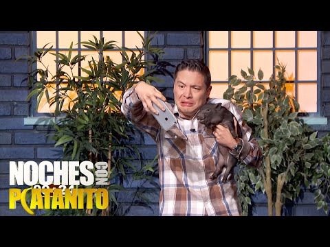 Como cuando prenden las luces del antro | Noches con Platanito