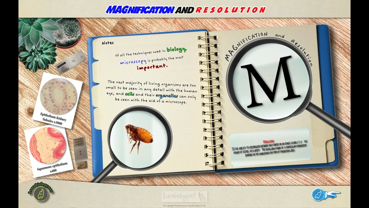 How to work out the size of what you observe with a light microscope ...
