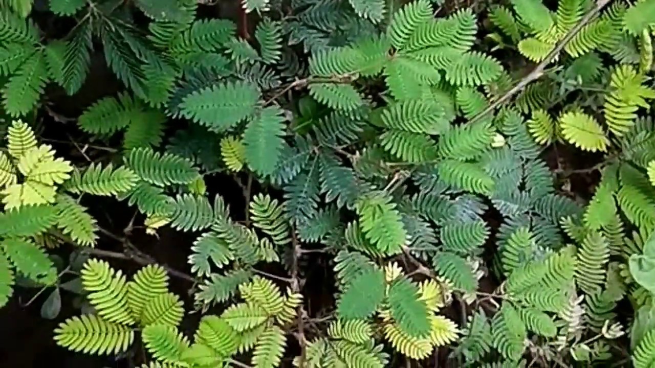 Chhuimui/ Lajwanti / sensitive plant ke podhe Ki Pehchan aur dekhbhal ...