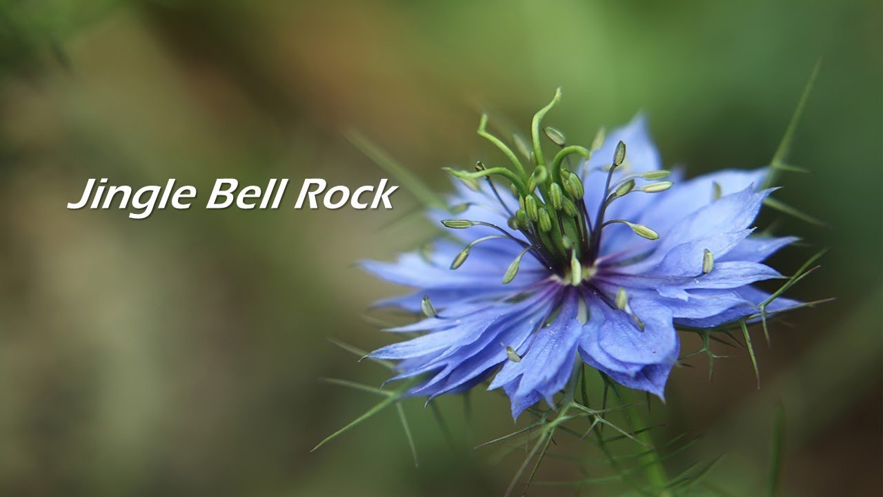 Jingle Bell Rock - Joe Beal & Ross Boothe - YouTube