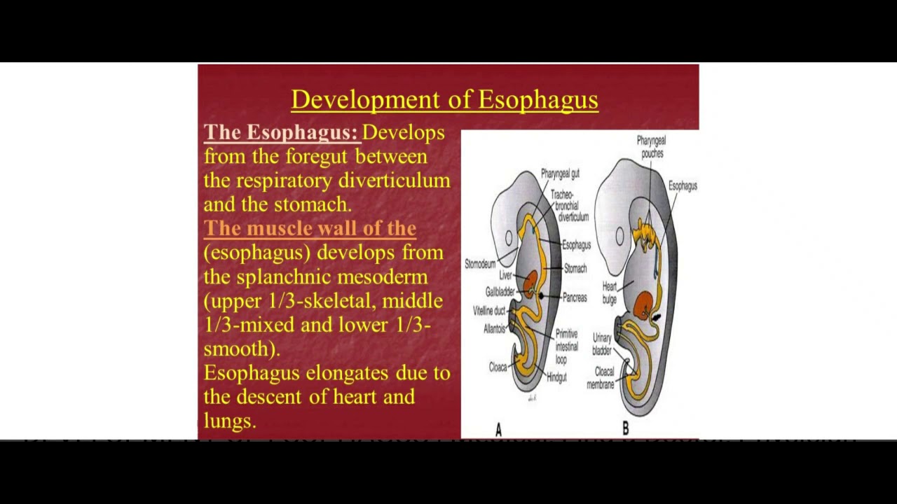 Esophagus development (EMBRYOLOGY) - YouTube