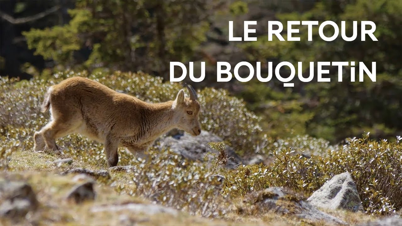La réintroduction du Bouquetin des Pyrénées - YouTube