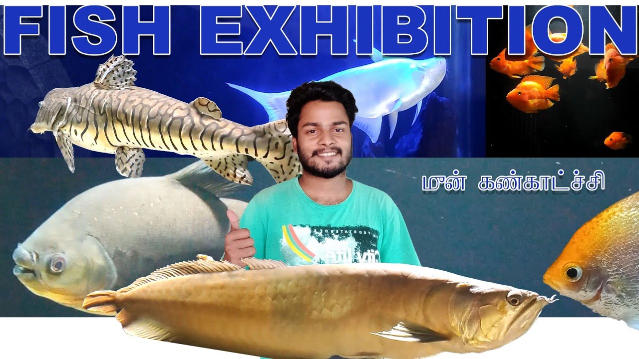 fish video | fish exhibition | rare varieties of fish | monster fish ...