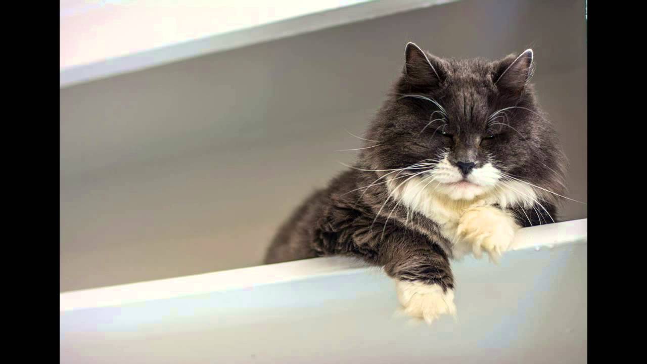 Bitey the Cat - YouTube