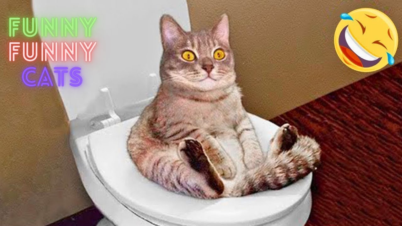 😹 Watch Cats Fail Hilariously - You Won't Believe These ! 😂😂 Funny Cat ...