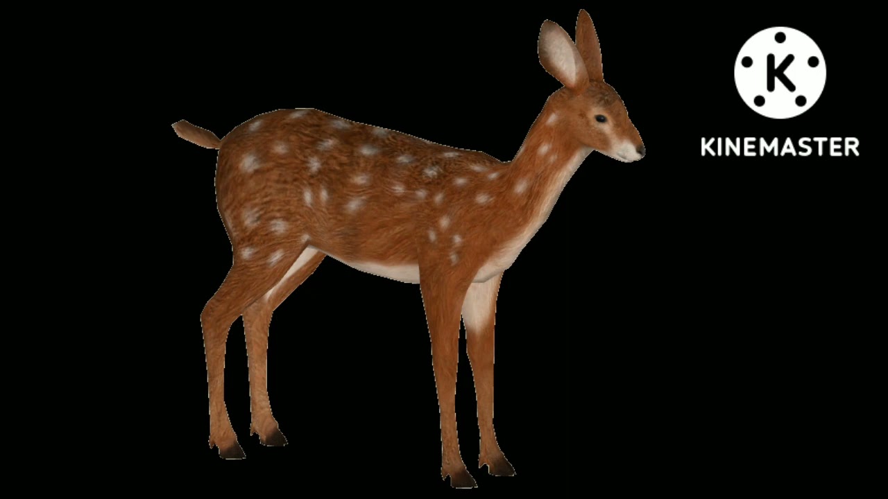 Rabbuck Sound Effects - YouTube