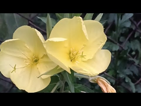Axşam Əzanı Vaxtı Əzan Gülünün Açılması Möcüzəsi.Yavaş Çəkiliş. Əzan gülünün Gözəlliyini  Canlı izlə