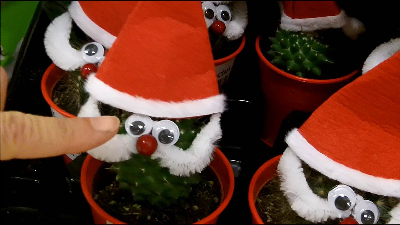 Santa Cactus Plant Gifts Ho Ho Ho or NO NO NO ? - YouTube