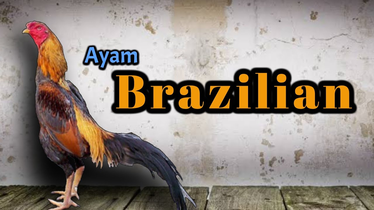 Ayam Brazilian - YouTube