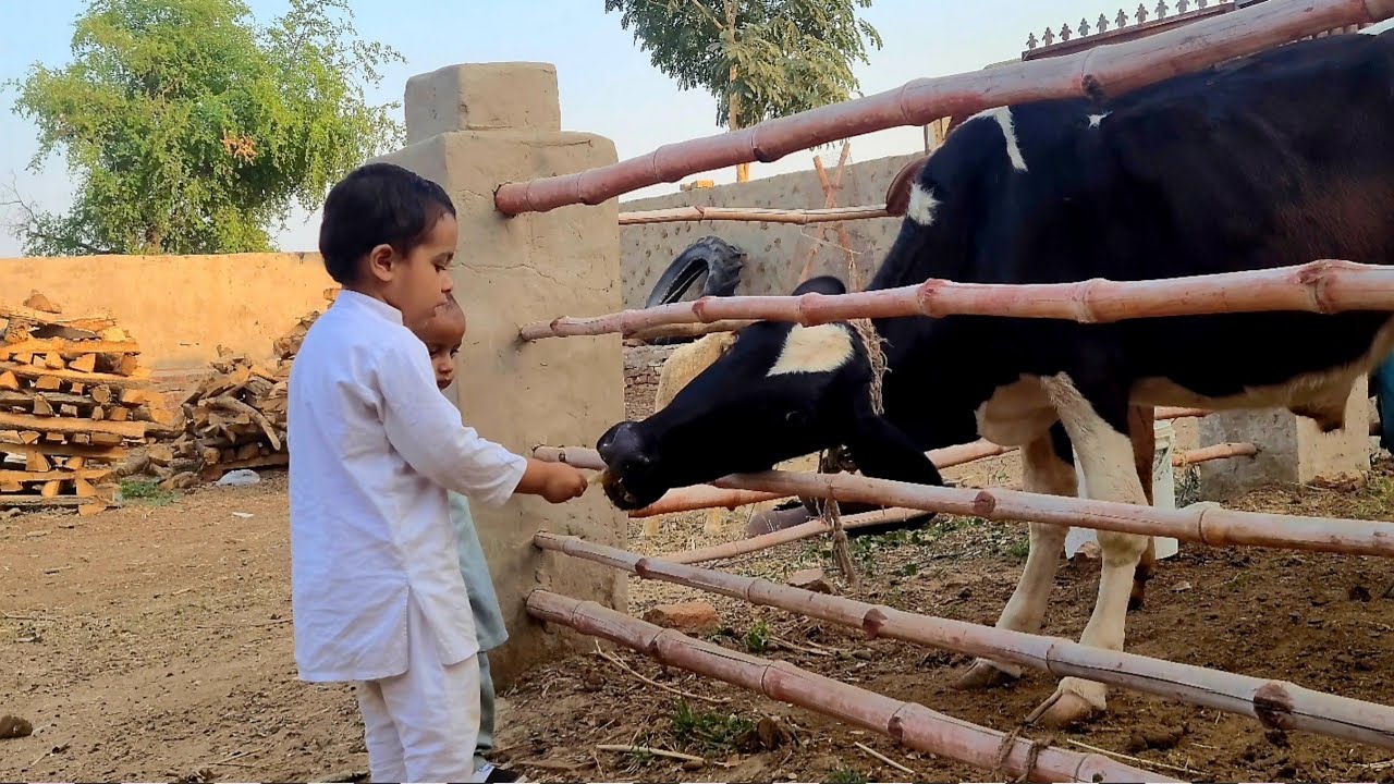 Kids Animal Video | Cute Boy Enjoy with Cow | Cute Boy Plays with ...