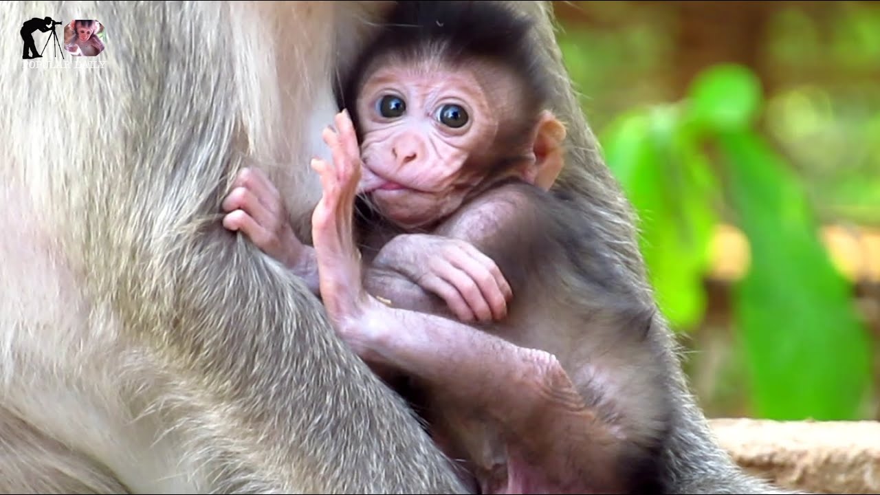 Rissa and jerry🐒breastfeeding mom🍼Breastfeeding makes your baby healthy ...