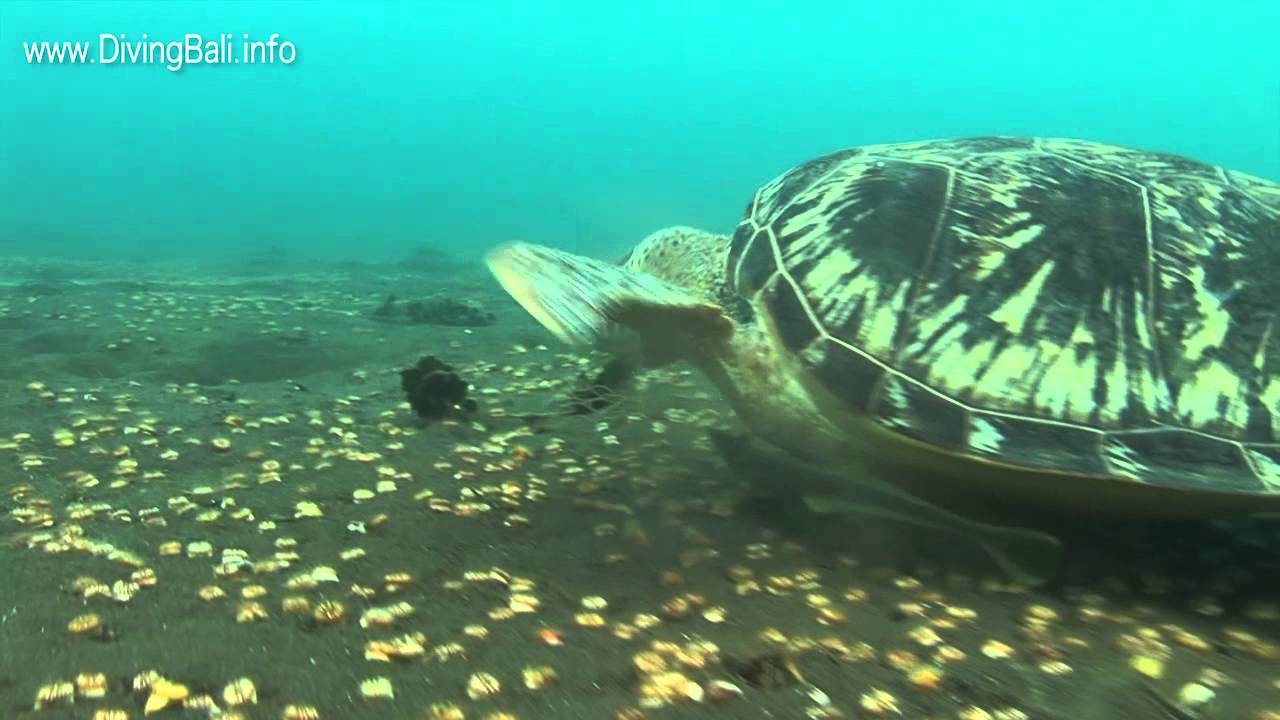 Bali Diving HD - Puri Jati and Green Sea Turtle - YouTube