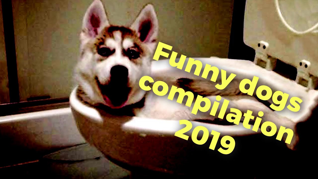 Funny dogs compilation 2019 - YouTube
