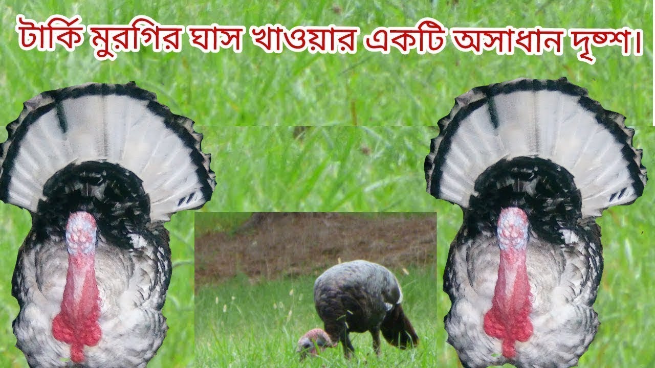 দেখুন কিভাবে টার্কি মুরগি ঘাস খাচ্ছে Turkey Murgi Gash Khawer Disso