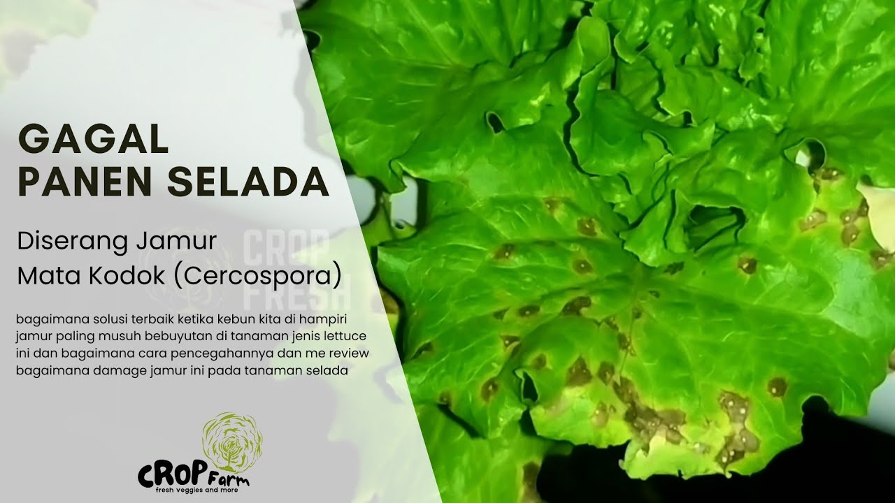 Jamur Mata Kodok (Cercospora) Penyebab Gagal Panen Tanaman Selada ...